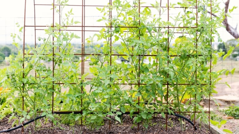 50 Tomato Trellis Designs (Completely Free) - Epic Gardening