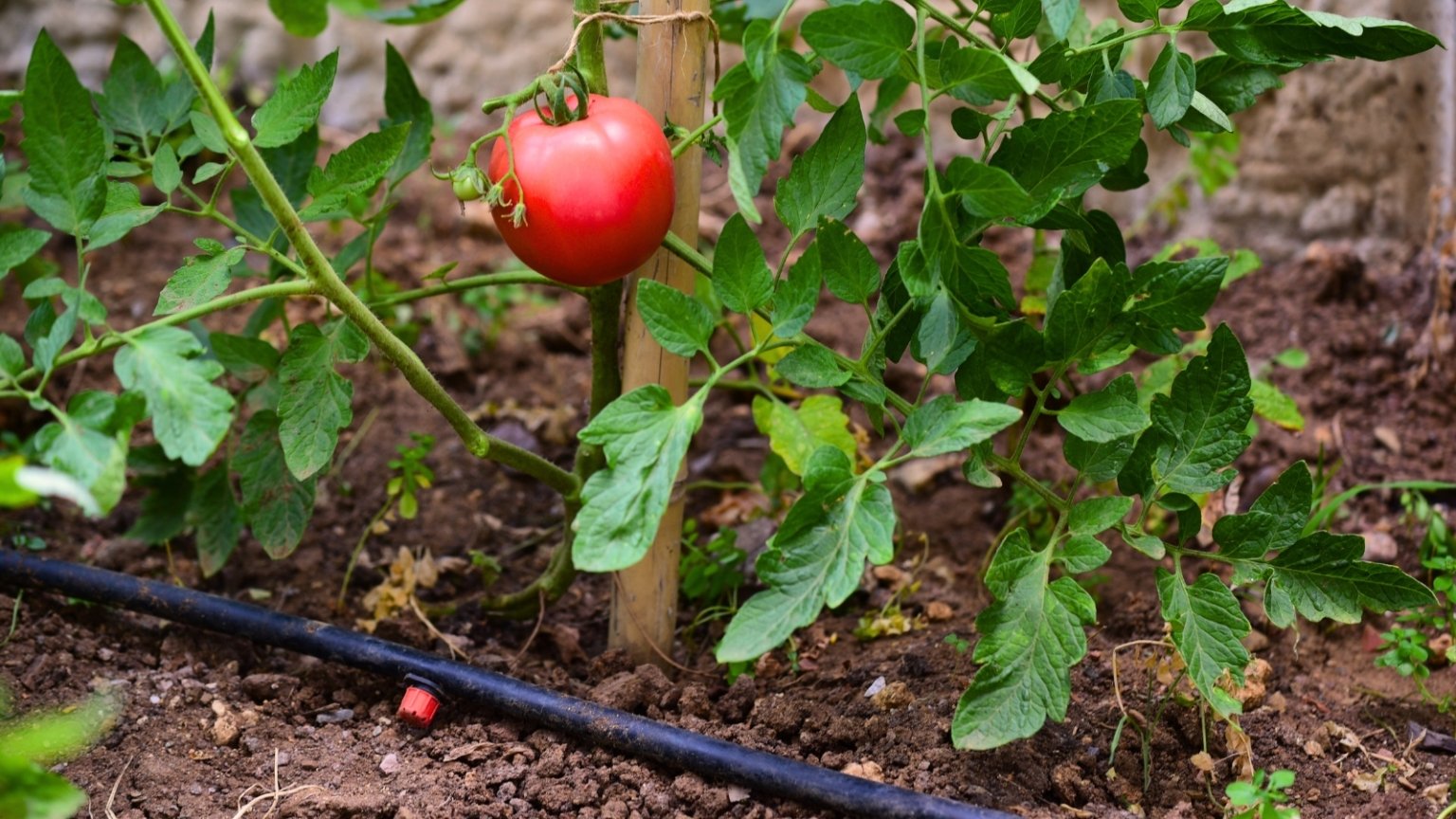 13 Tips for the Sweetest, Most Flavorful Tomatoes