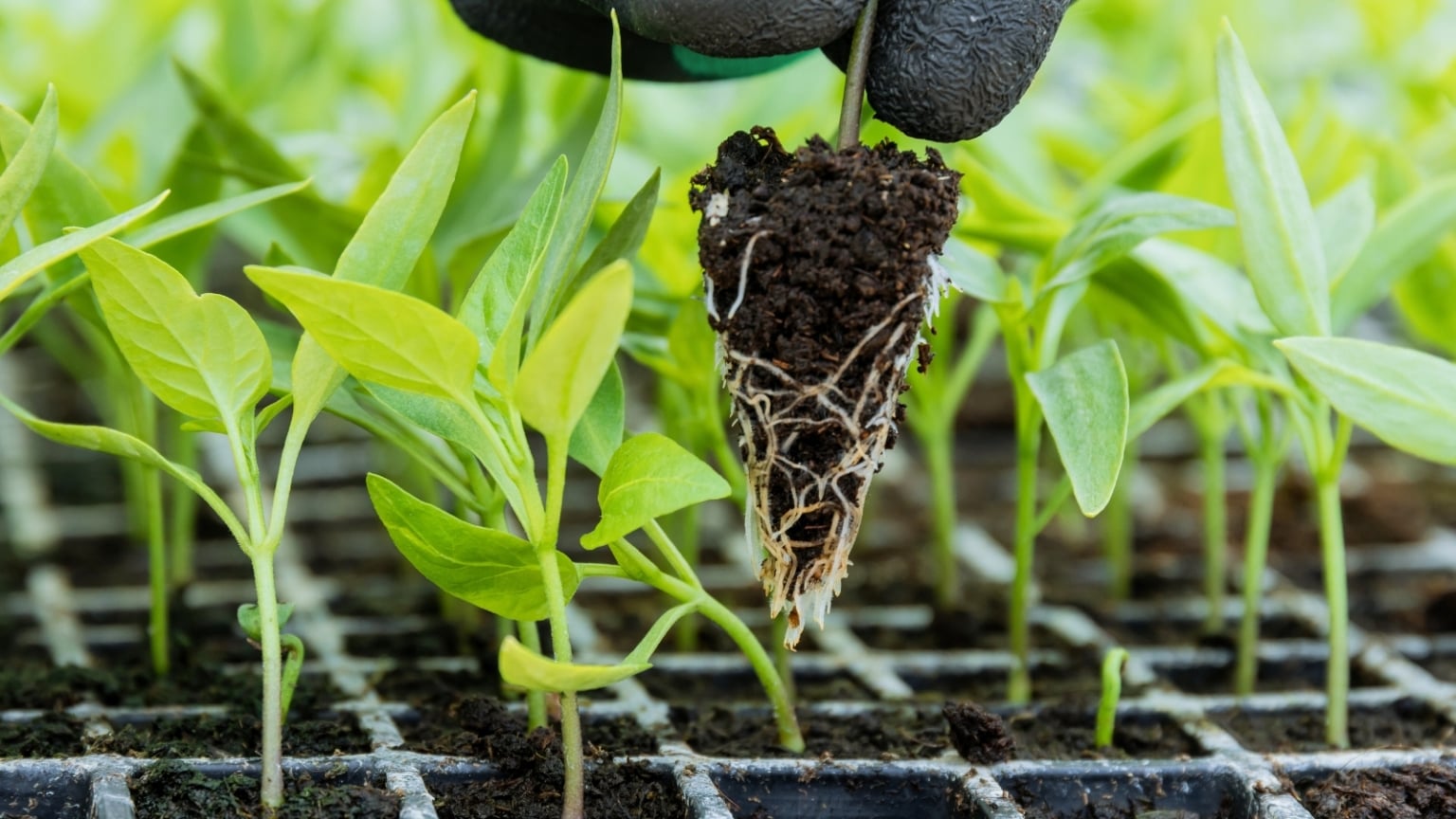 How to Plant, Grow, and Care for Shishito Peppers