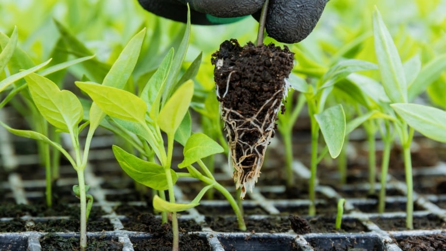 How to Plant, Grow, and Care for Shishito Peppers