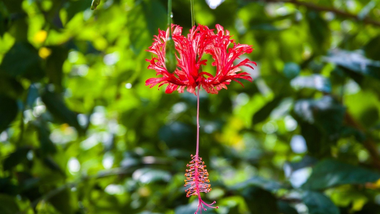 13 Tropical Plants With Red Flowers