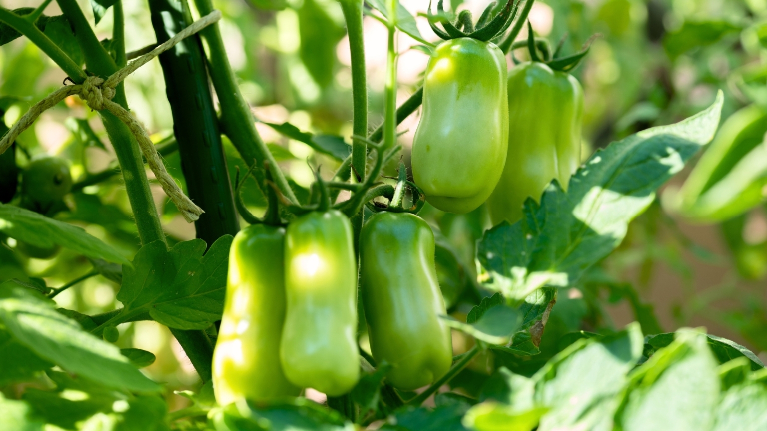 How To Plant Grow And Care For San Marzano Tomatoes