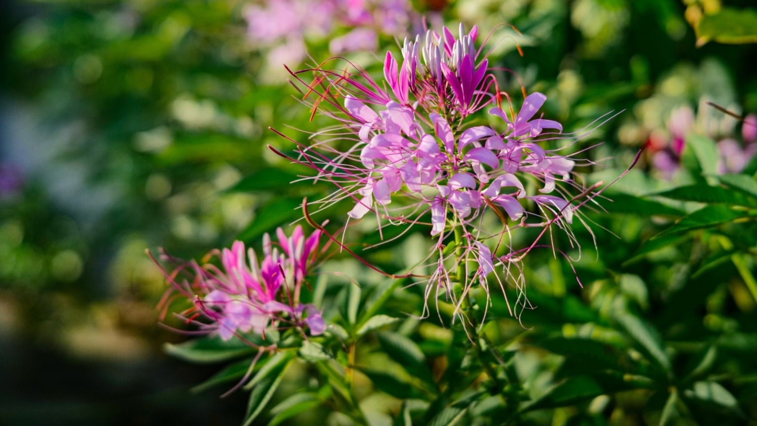 13 Unusual Flowers for Your Cutting Garden