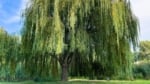 How to Plant, Grow, and Care For Willow Trees