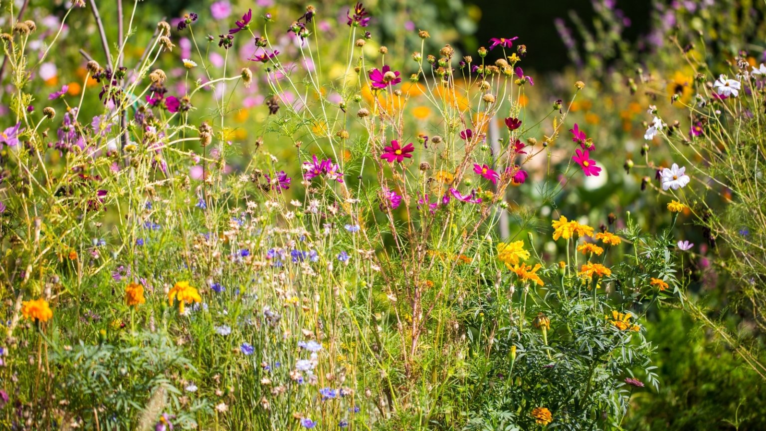 21 Native Wildflowers for Tennessee Gardens