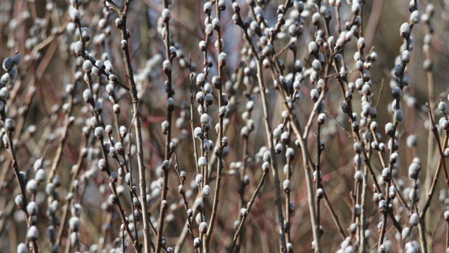 How to Plant, Grow, and Care For Willow Trees