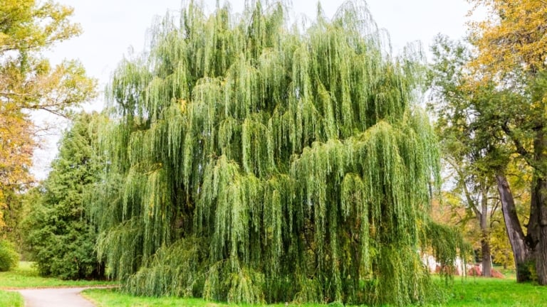 How to Plant, Grow, and Care For Willow Trees