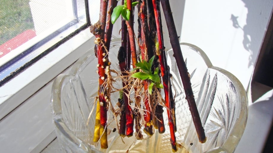 How to Plant, Grow, and Care For Willow Trees