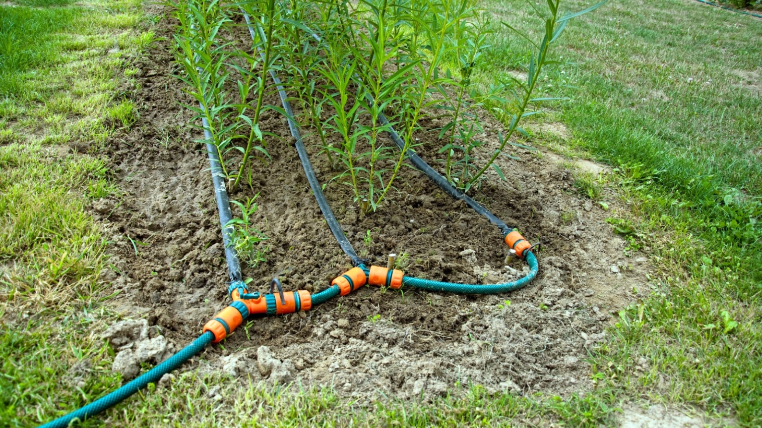 How to Plant, Grow, and Care For Willow Trees