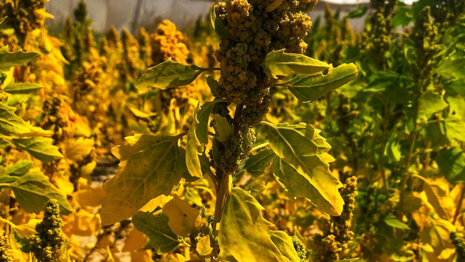 How to Plant, Grow, and Care for Quinoa