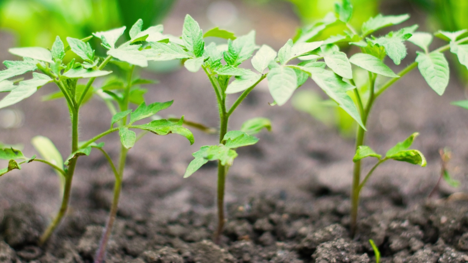 How to Plant, Grow, and Care for Heirloom Tomatoes