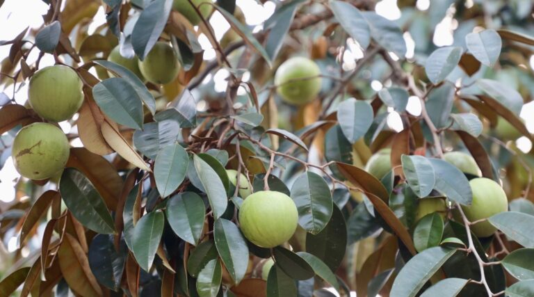 How to Plant, Grow, and Care for Star Apple