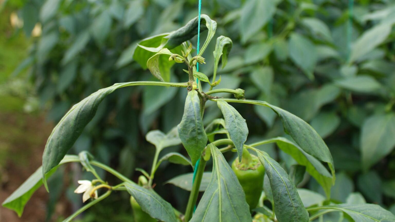 How to Identify and Control Broad Mites