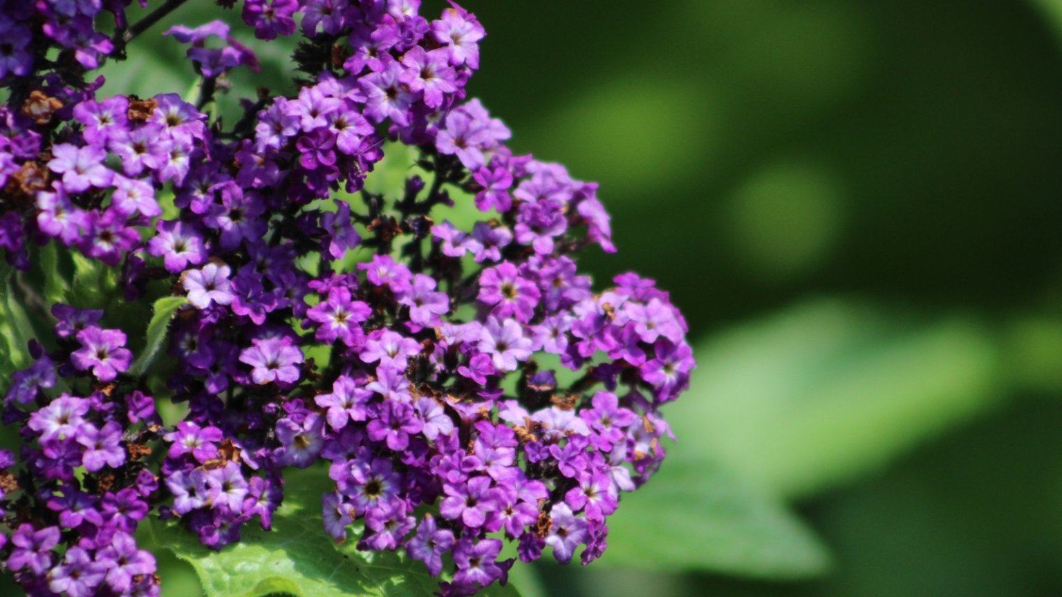 How to Plant, Grow, and Care For Heliotrope