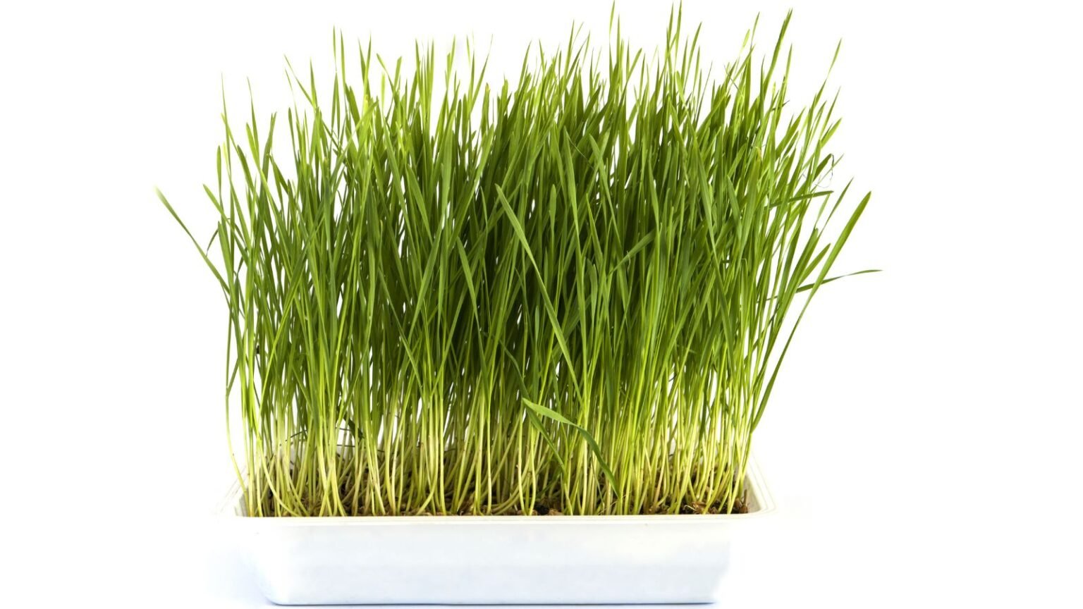 How to Plant, Grow, and Care for Rice