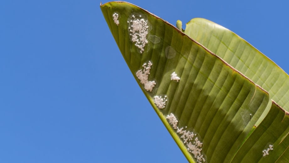 How to Plant, Grow, and Care for Blue Java Banana