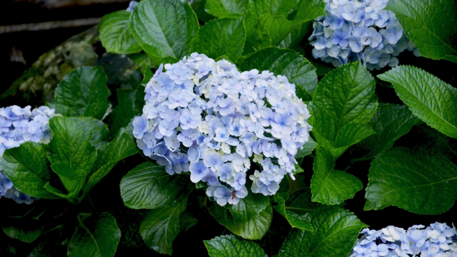 9 Benefits of Planting Hydrangeas in Fall