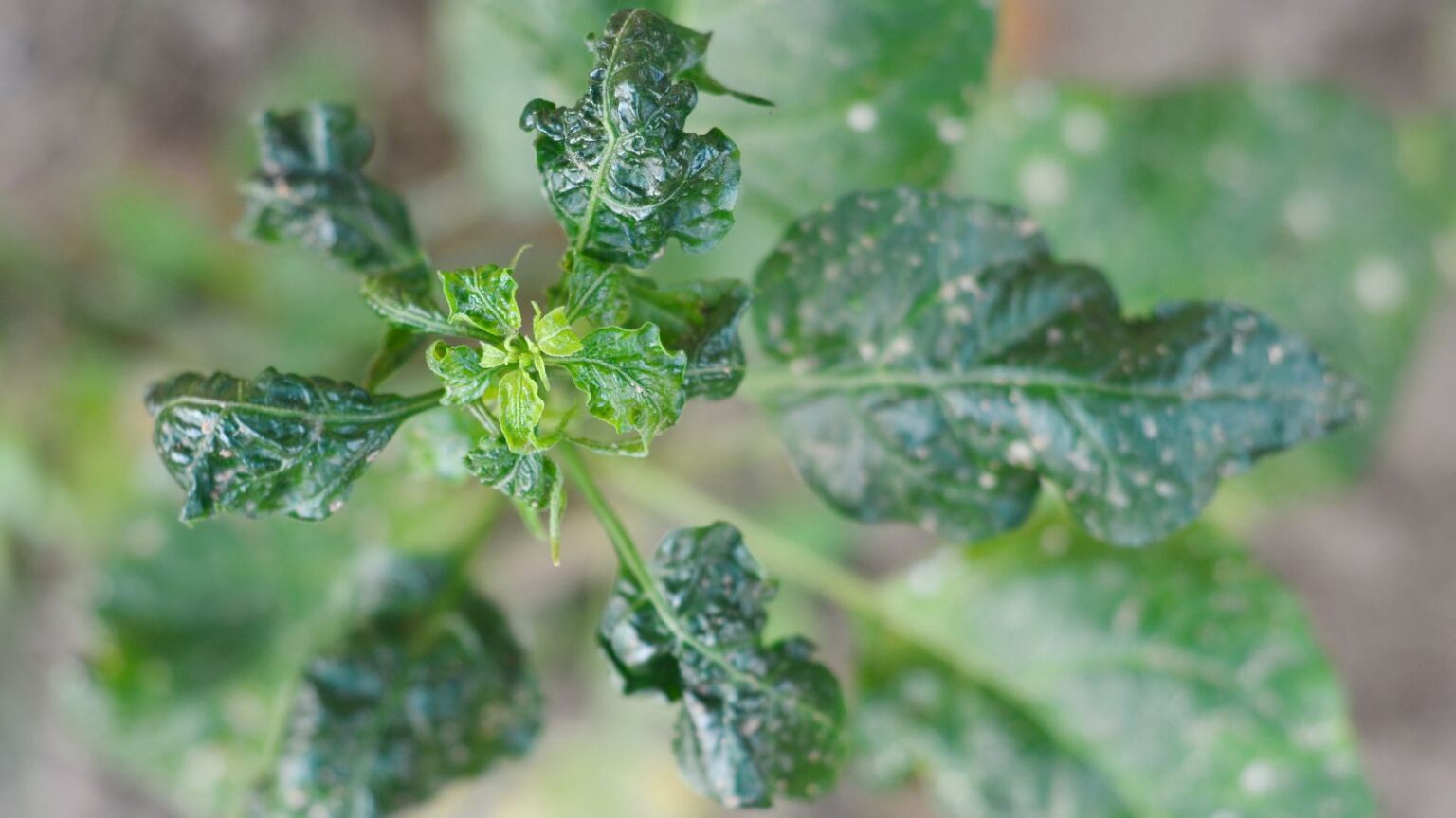 How to Identify and Control Broad Mites