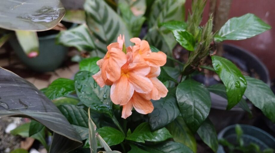 How to Plant, Grow, and Care for Crossandra