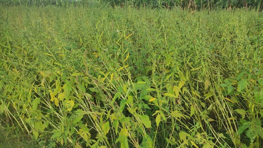 How to Plant, Grow, and Care for Sesame