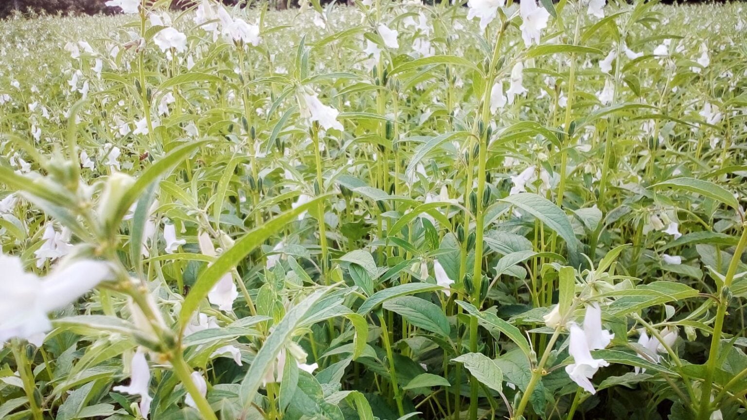 How to Plant, Grow, and Care for Sesame