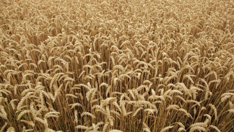 How to Plant, Grow, and Care for Wheat
