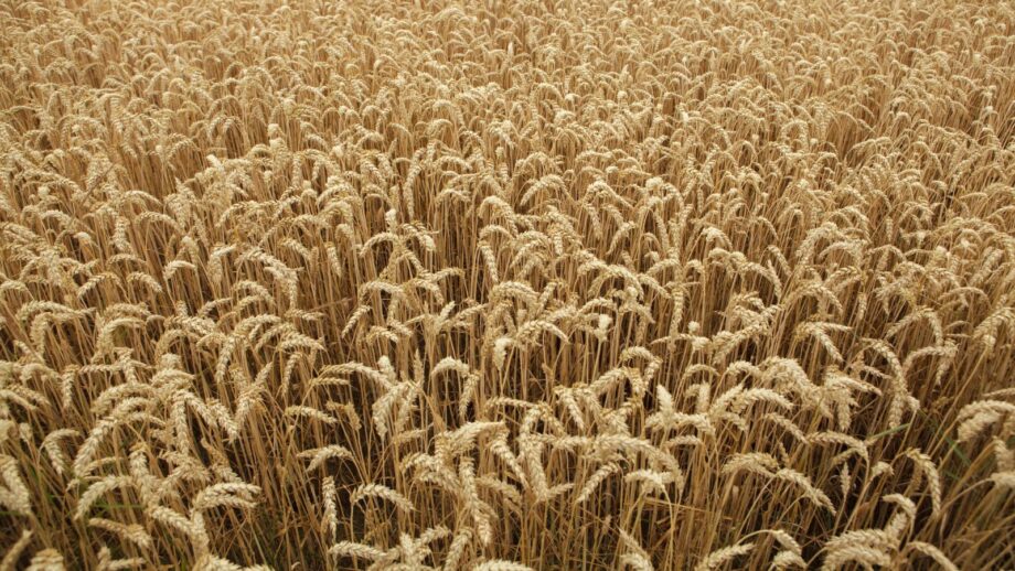 How to Plant, Grow, and Care for Wheat
