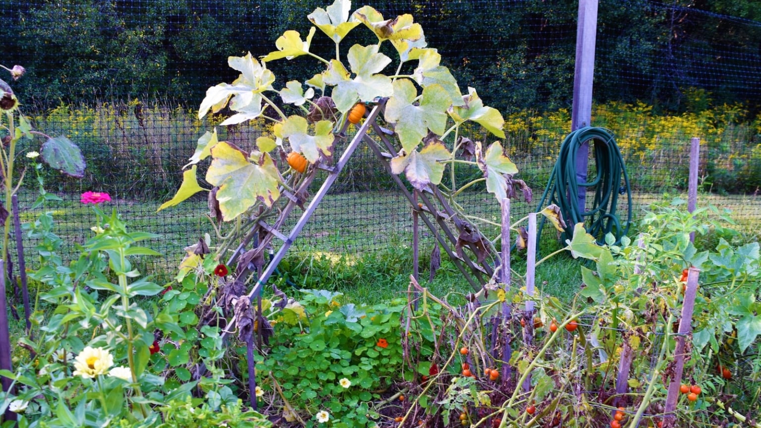 How To Grow Squash Vertically For the Best Harvest