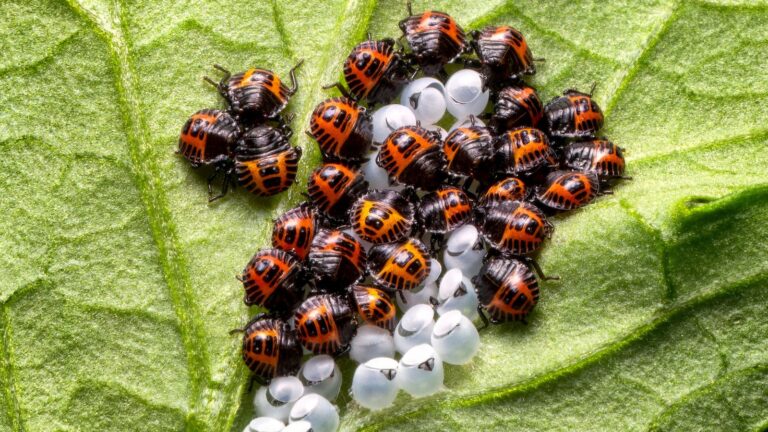 How to Identify, Control, and Prevent Harlequin Bug
