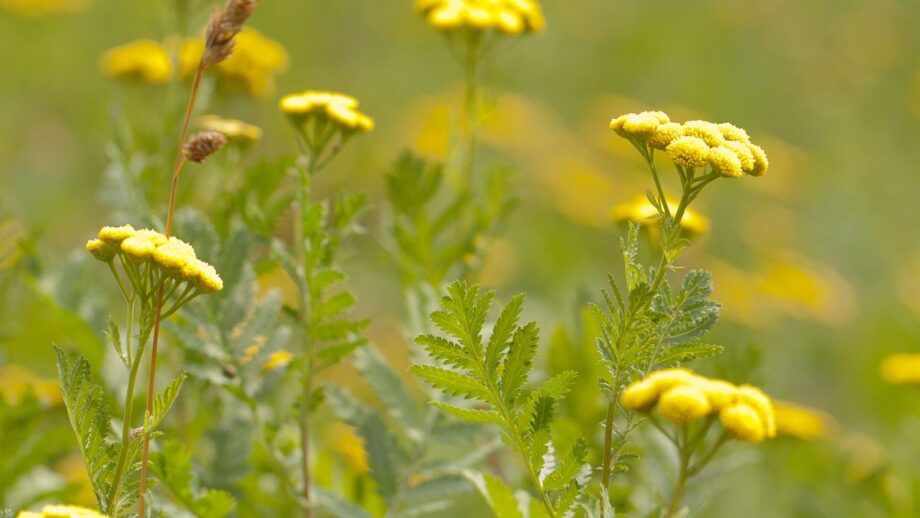 How to Plant, Grow, and Care for Tansy