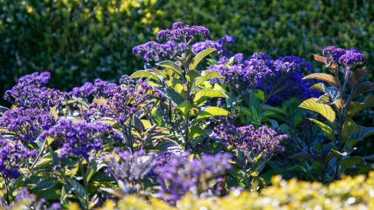 How to Plant, Grow, and Care For Heliotrope