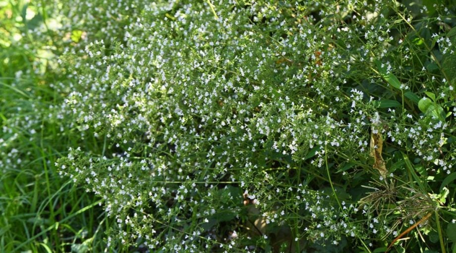 How to Plant, Grow, and Care for Calamint