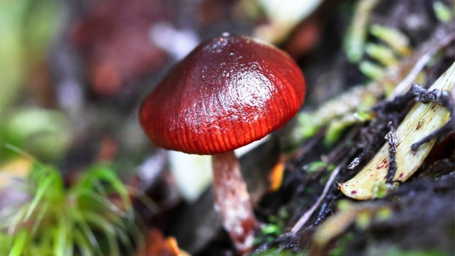 13 Best Mushrooms You Can Grow At Home