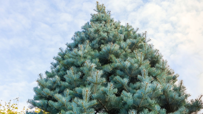 17 Low-Maintenance Trees For Your Landscape