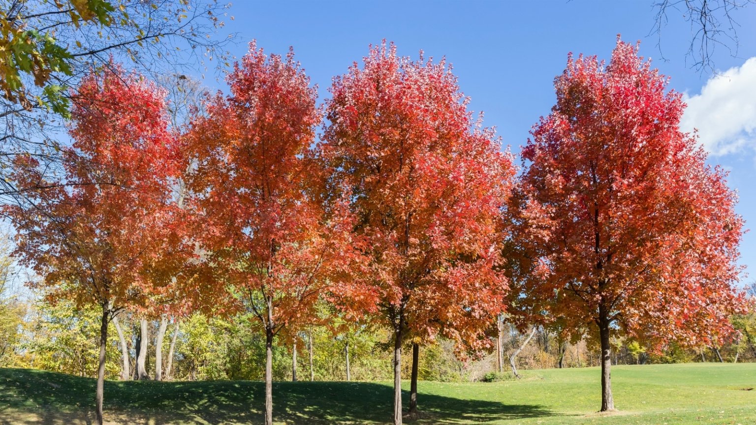 17 Low-Maintenance Trees For Your Landscape