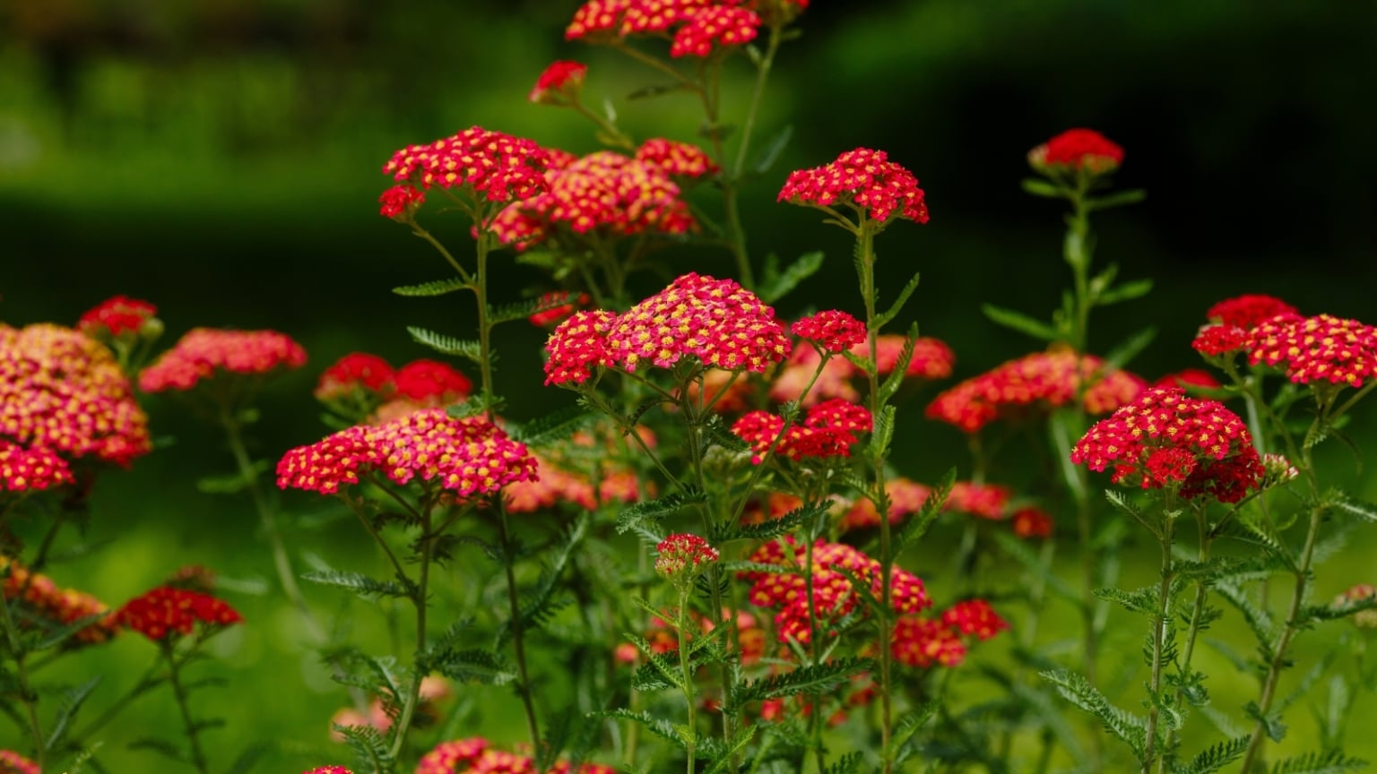 21 Longest-Flowering Perennials for Lasting Color