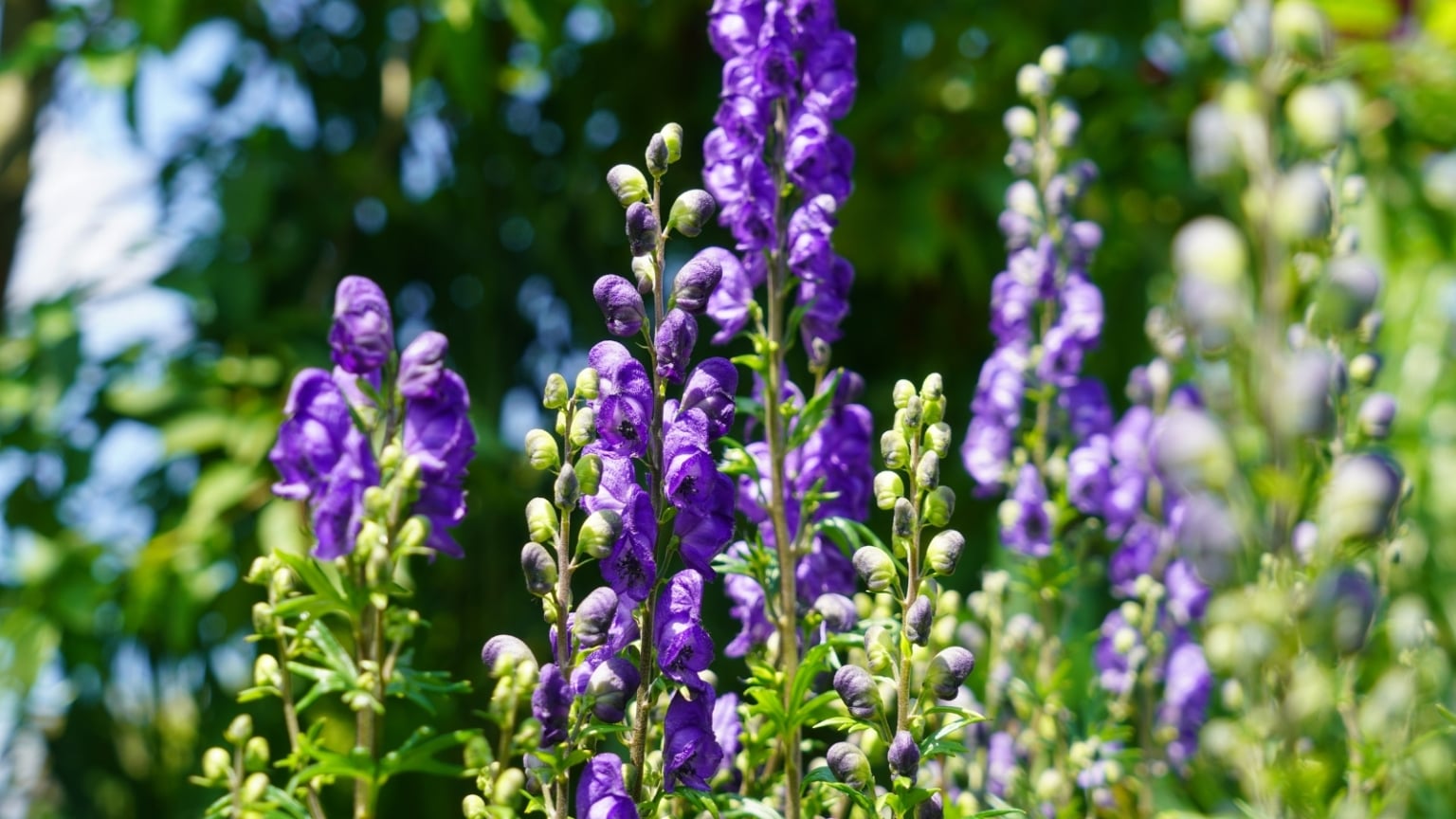 29 Common Garden Plants That Are Poisonous