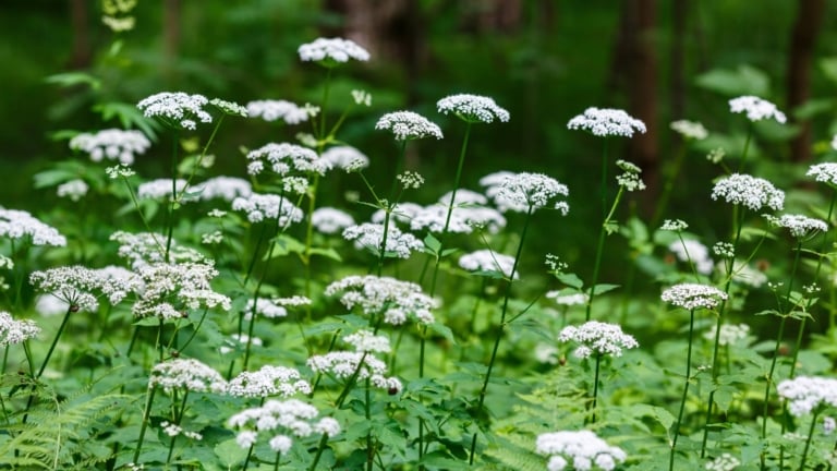 Don’t Plant These 15 Invasive Ground Covers