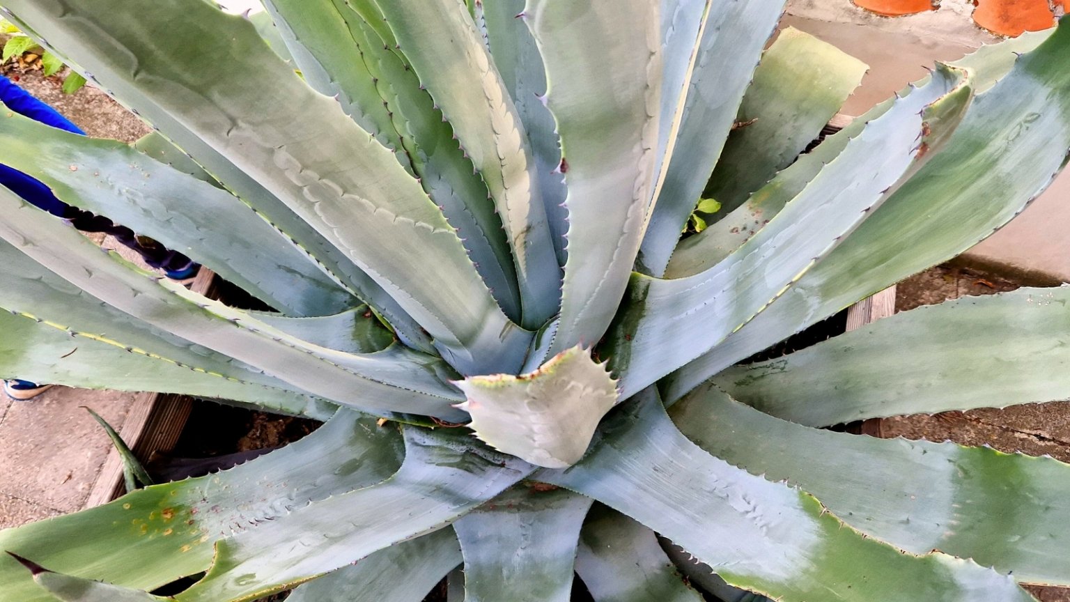 26 Best Native Plants For Containers: Regional Recommendations