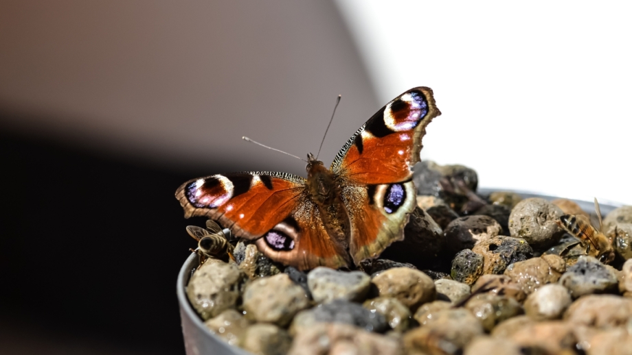11 Ways to Attract More Butterflies to Your Garden