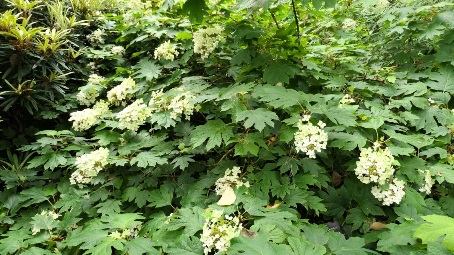 15 Varieties of Oakleaf Hydrangea
