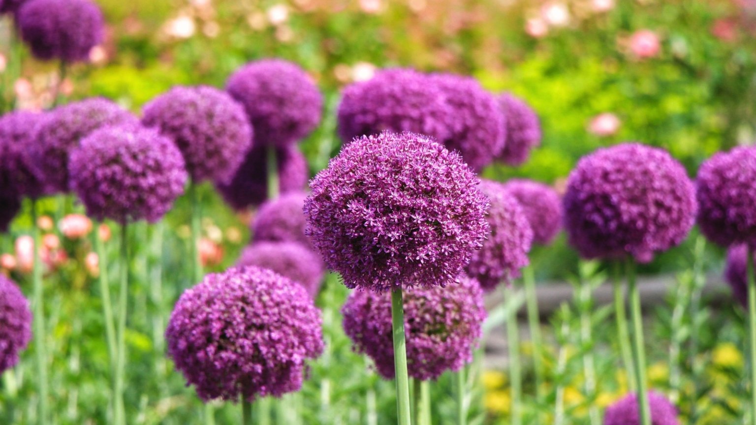 How to Plant, Grow, and Care for Giant Alliums