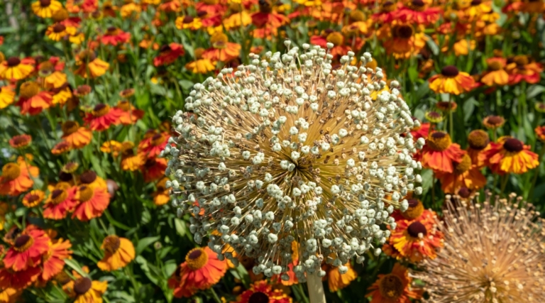 How to Plant, Grow, and Care for Giant Alliums