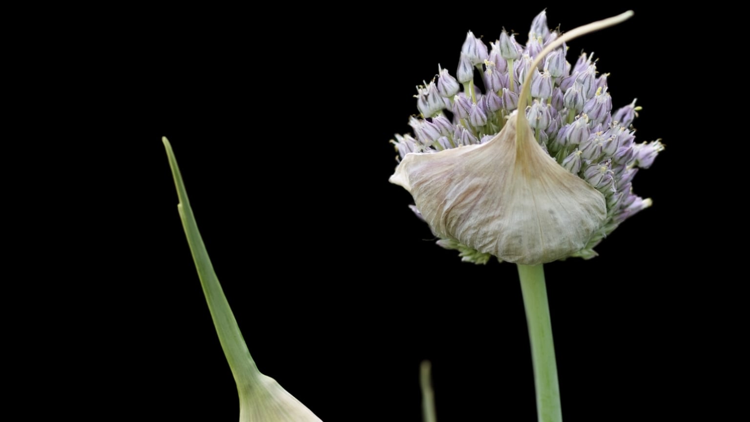How to Plant, Grow, and Care for Chesnok Red Hardneck Garlic