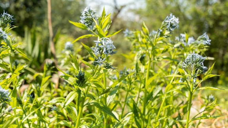 7 Beautiful Amsonia Varieties For Your Garden
