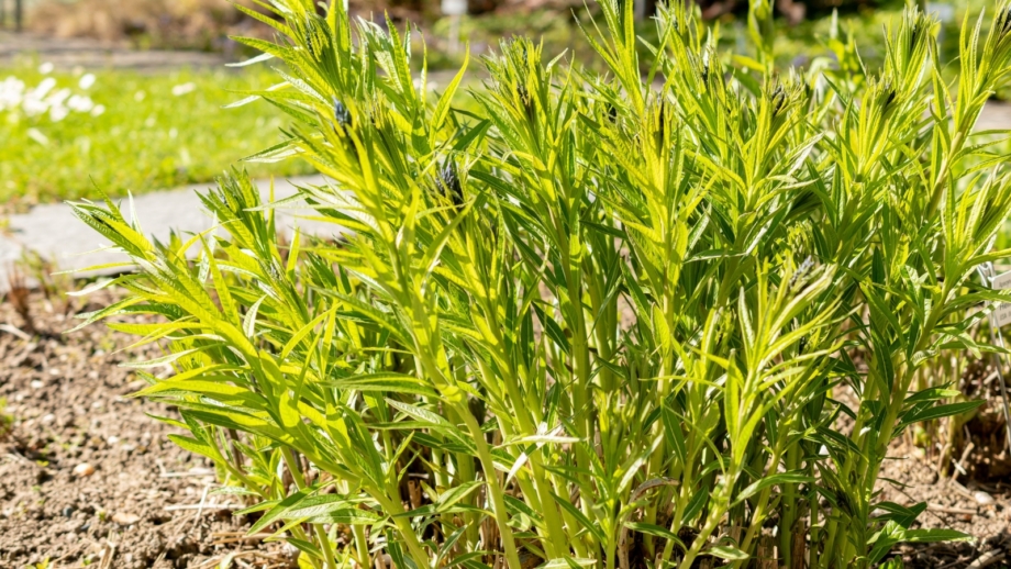 How to Plant, Grow, and Care for 'Storm Cloud' Amsonia
