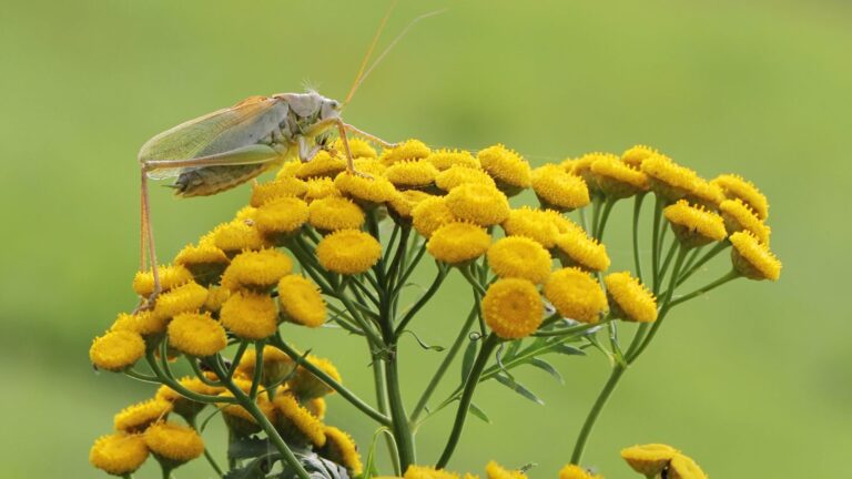 How to Plant, Grow, and Care for Tansy