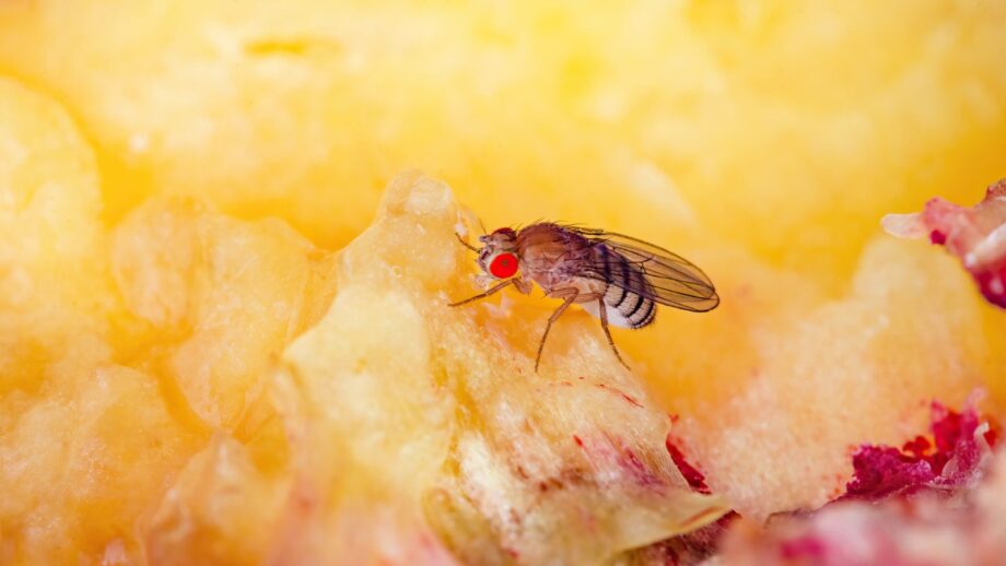 How to Identify, Control, and Prevent Fruit Flies
