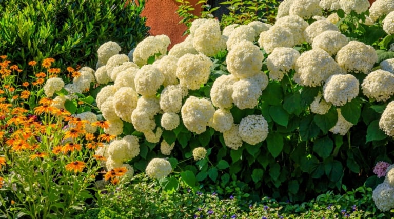 17 Gorgeous Varieties of Smooth Hydrangea
