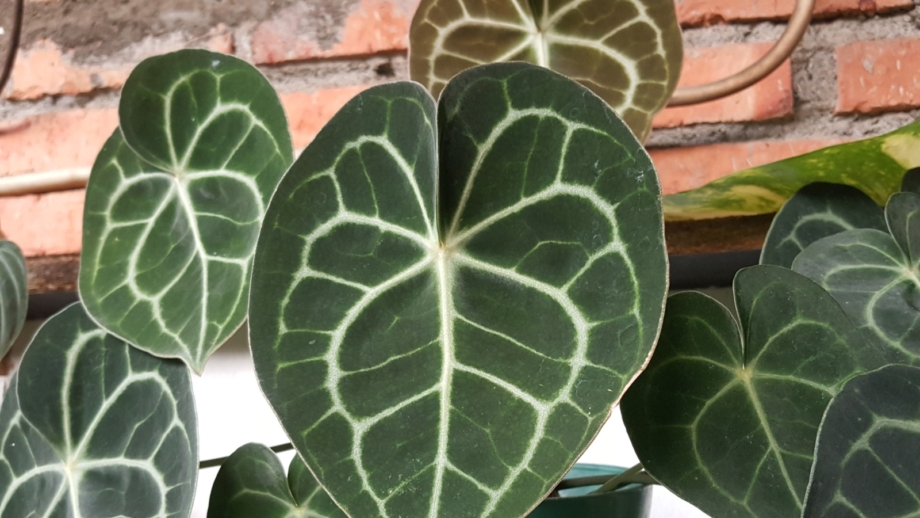 17 Varieties of Houseplants With Heart-Shaped Leaves – Nature's Gateway